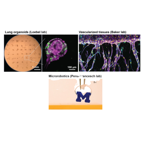 Wireless integration of living systems with microrobotics to guide ...